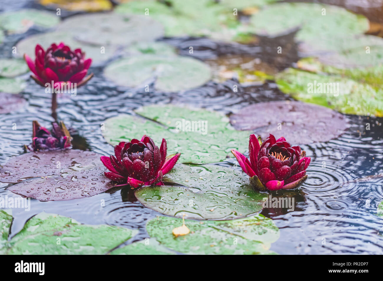 Red Lotus Flower In Pond