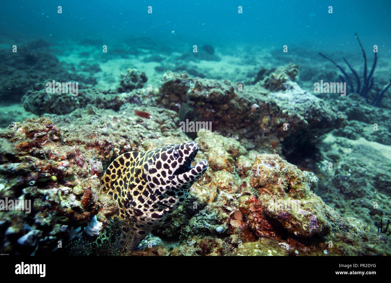 Tessalata eel hi-res stock photography and images - Alamy
