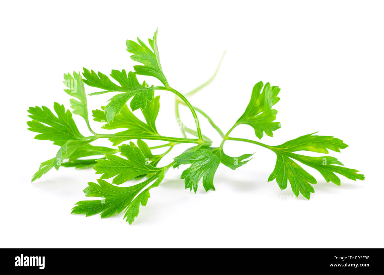 Isolated parsley hi-res stock photography and images - Alamy