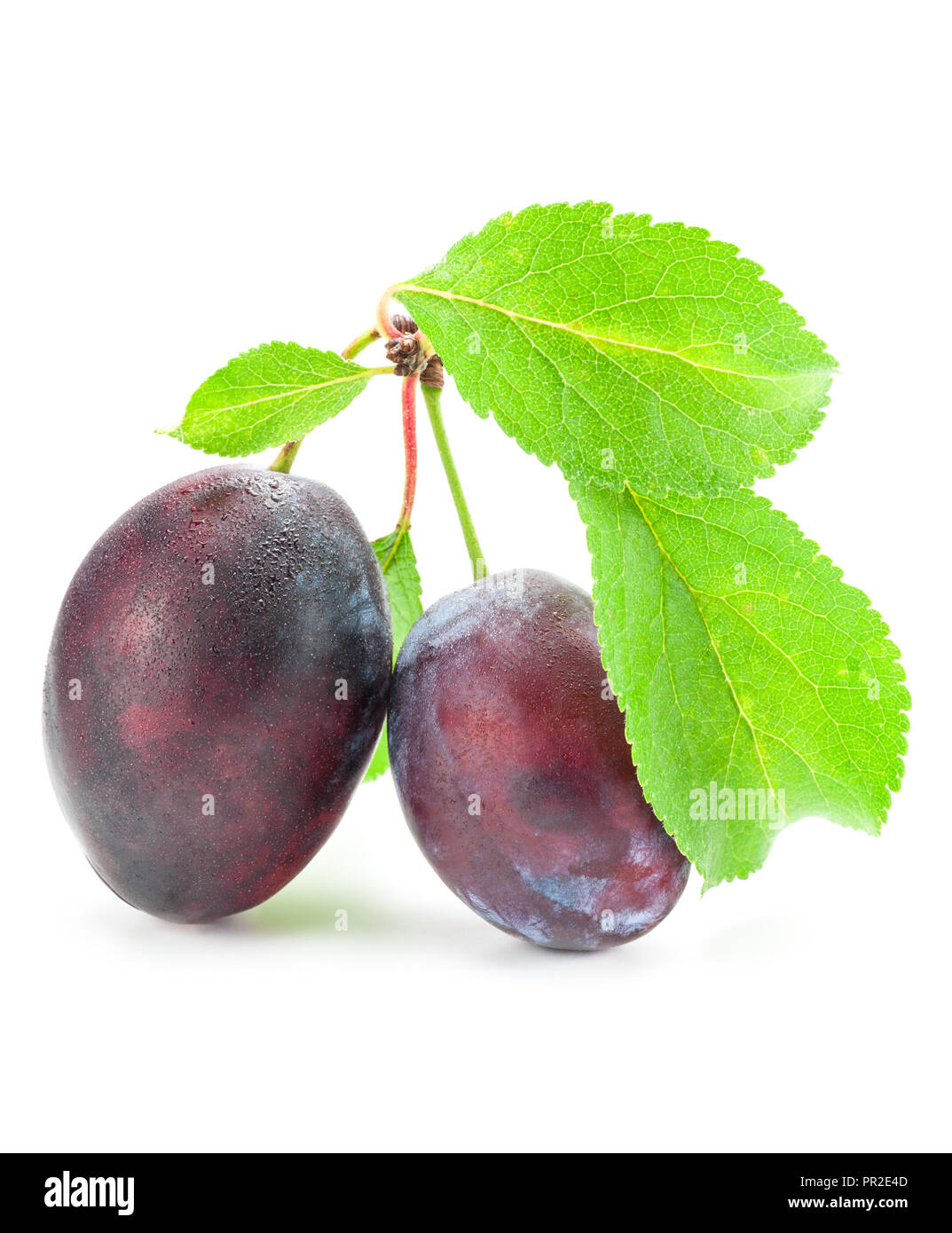 Plum isolated on white background Stock Photo - Alamy