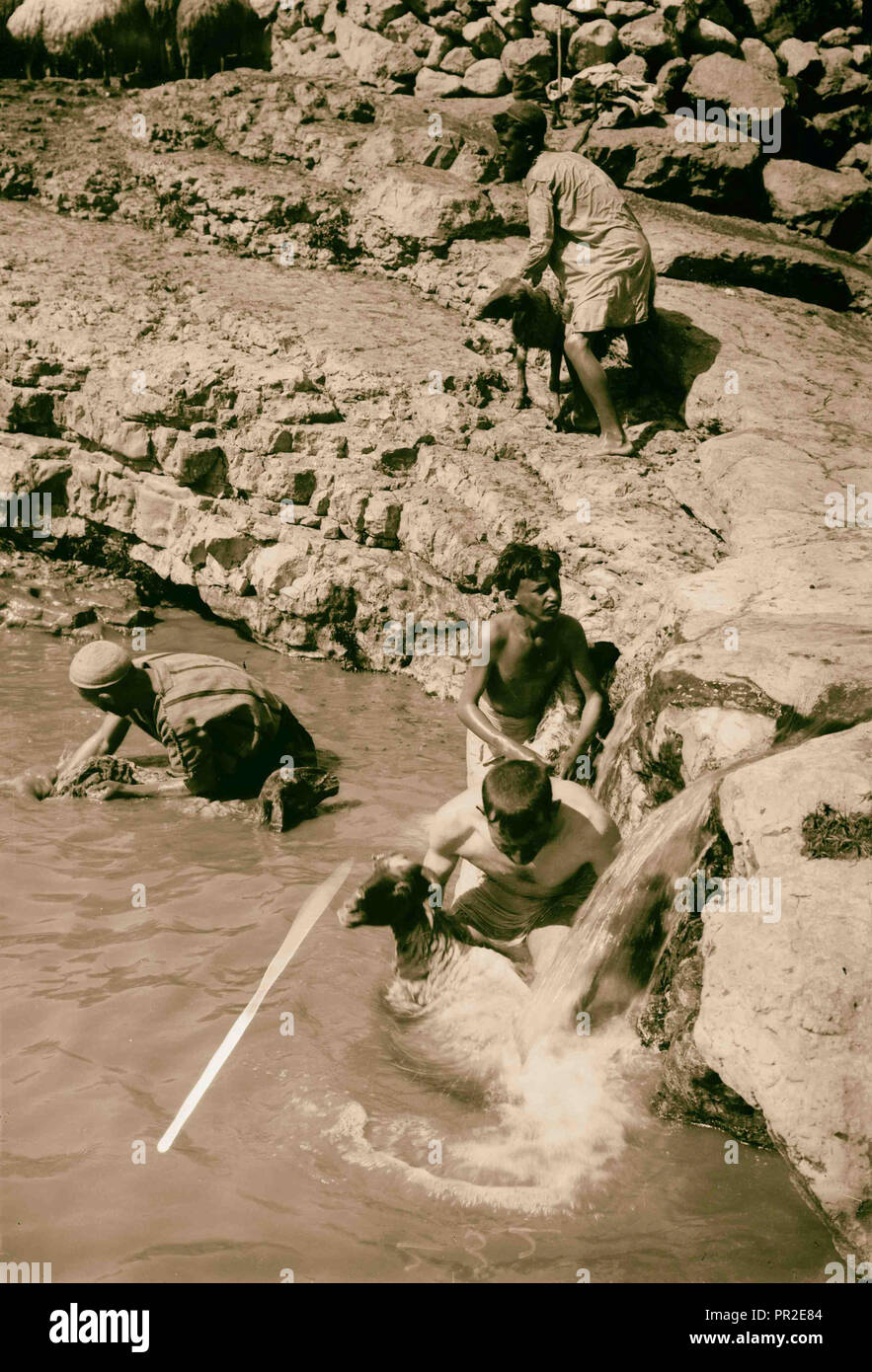 Sheep washing hi-res stock photography and images - Alamy