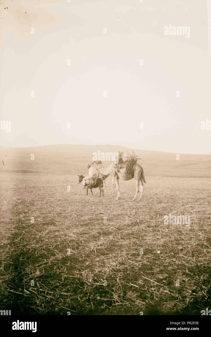 Transporting water on camel. 1900, Middle East, Israel and/or Palestine ...