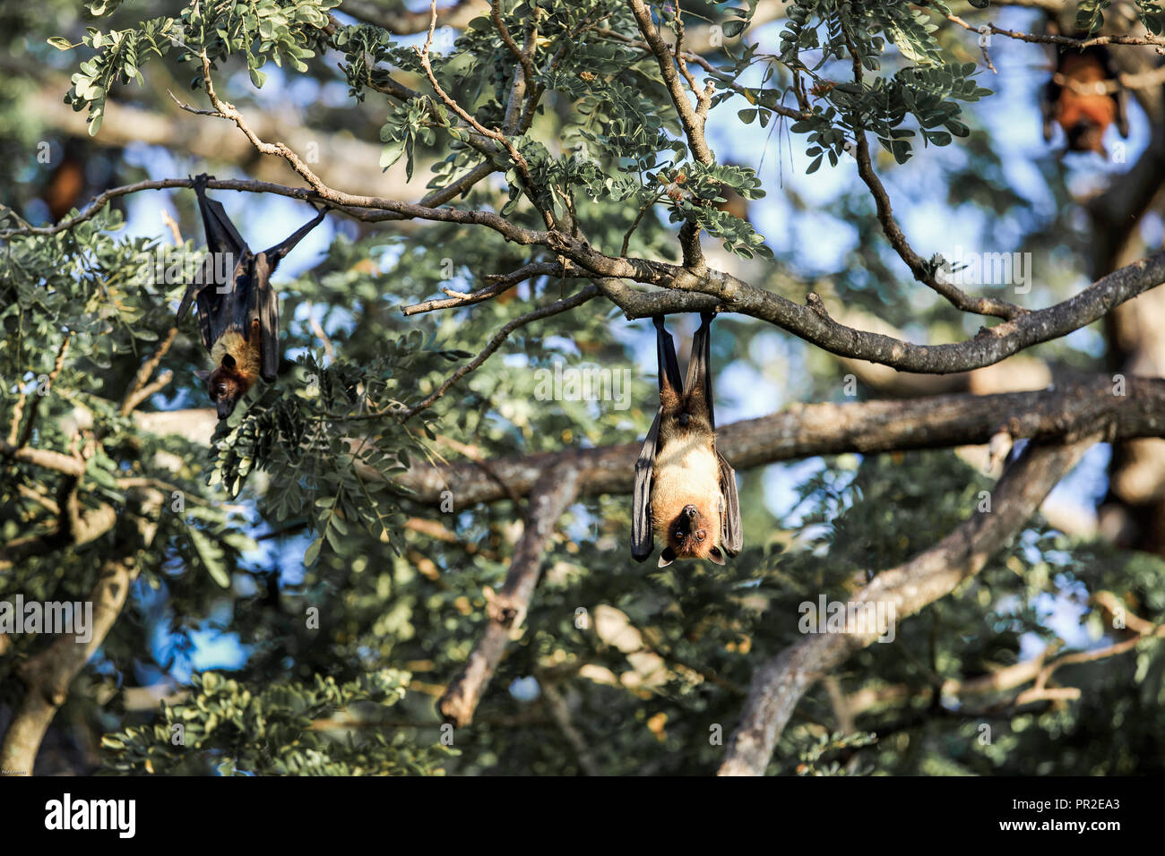The largest bat species hi-res stock photography and images - Alamy
