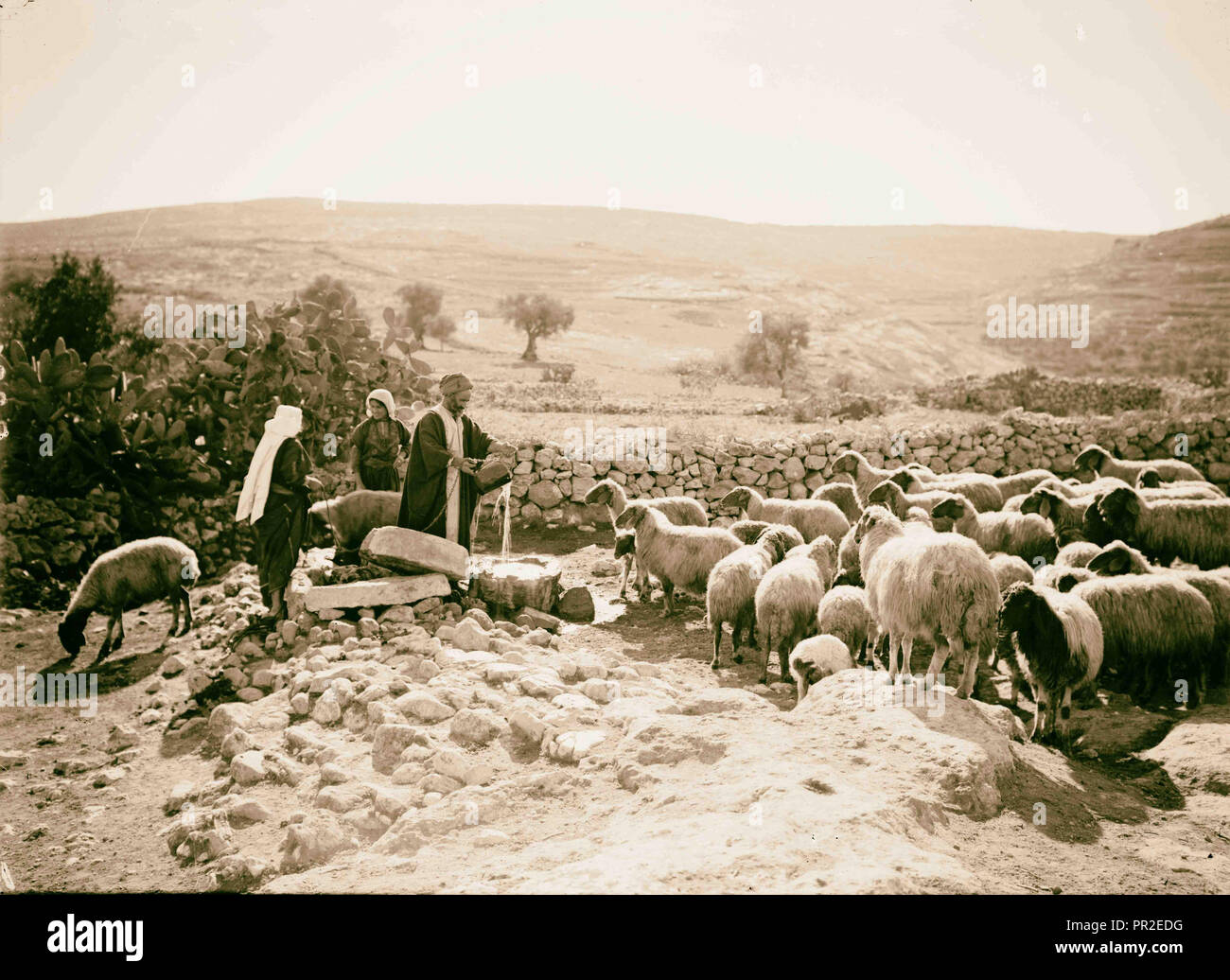 shepherd life, illustrating the Twenty Third Psalm 'My cup runneth over ...