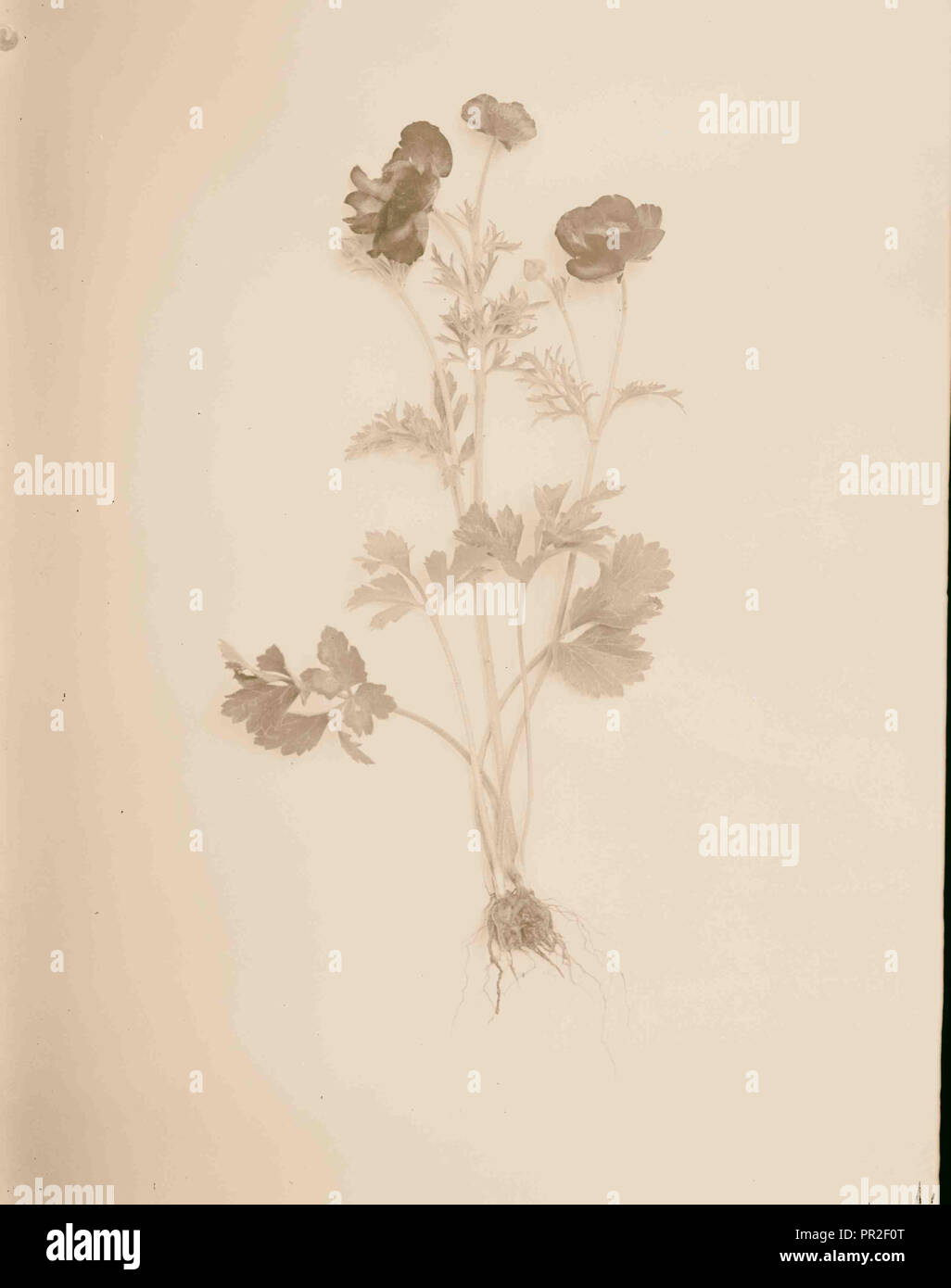 Wild flowers of Palestine. Red ranunculus (R. asiaticus L.). 1900 Stock ...