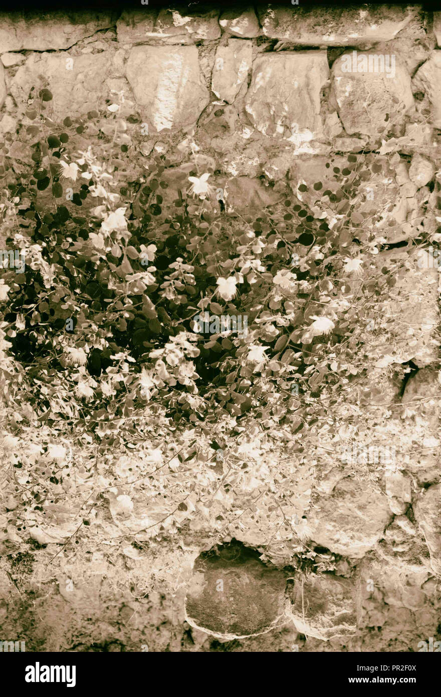 Wild flowers of Palestine. Caper (Capparis spinosa L.). 1900 Stock ...