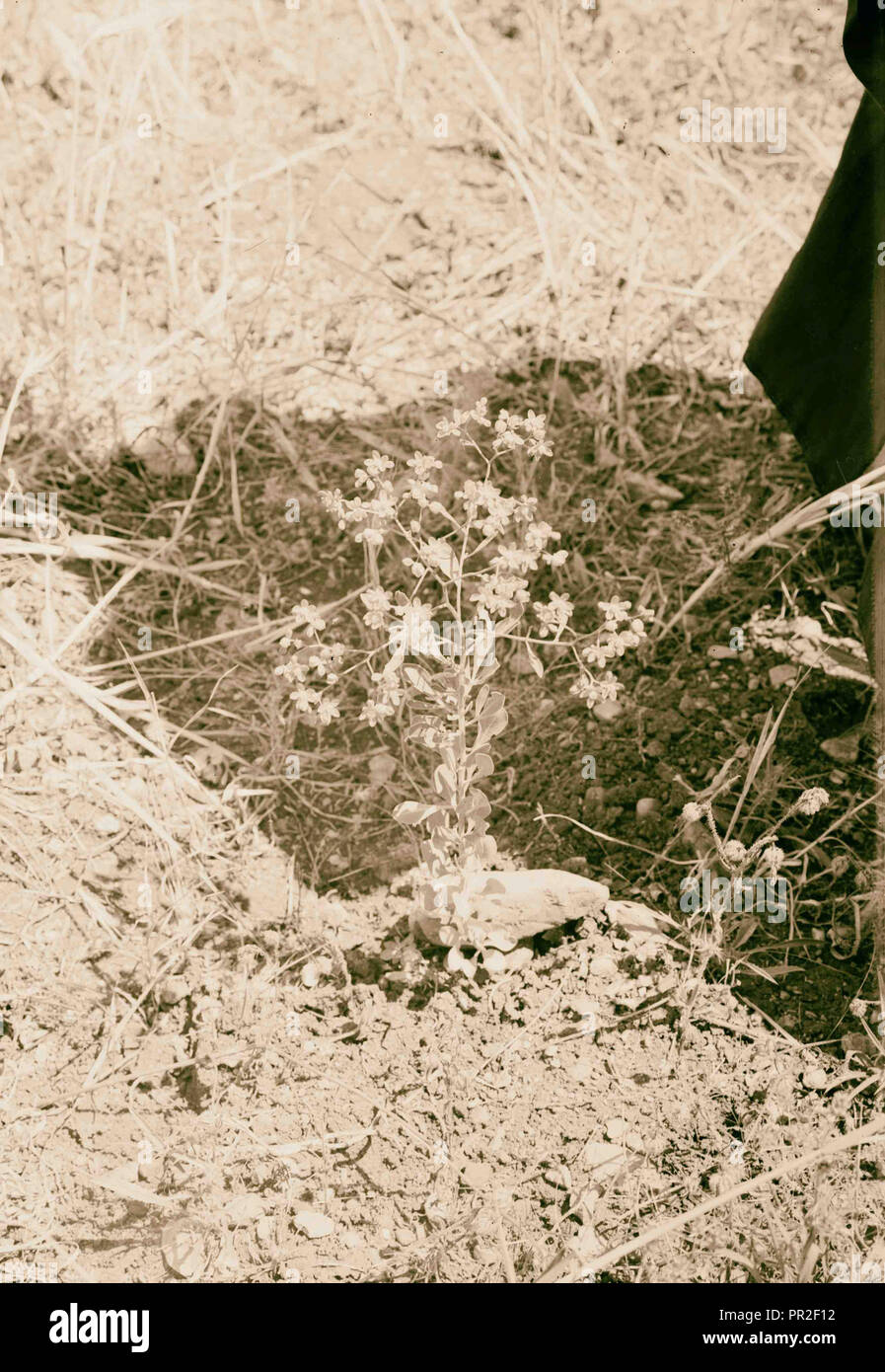 Wild flowers of Palestine. Wild rue (Haplophyllum Buxbaumii poir ...