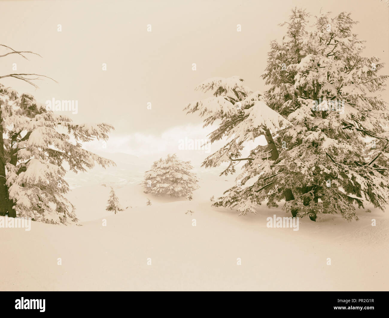 Grove of cedars hi-res stock photography and images - Alamy