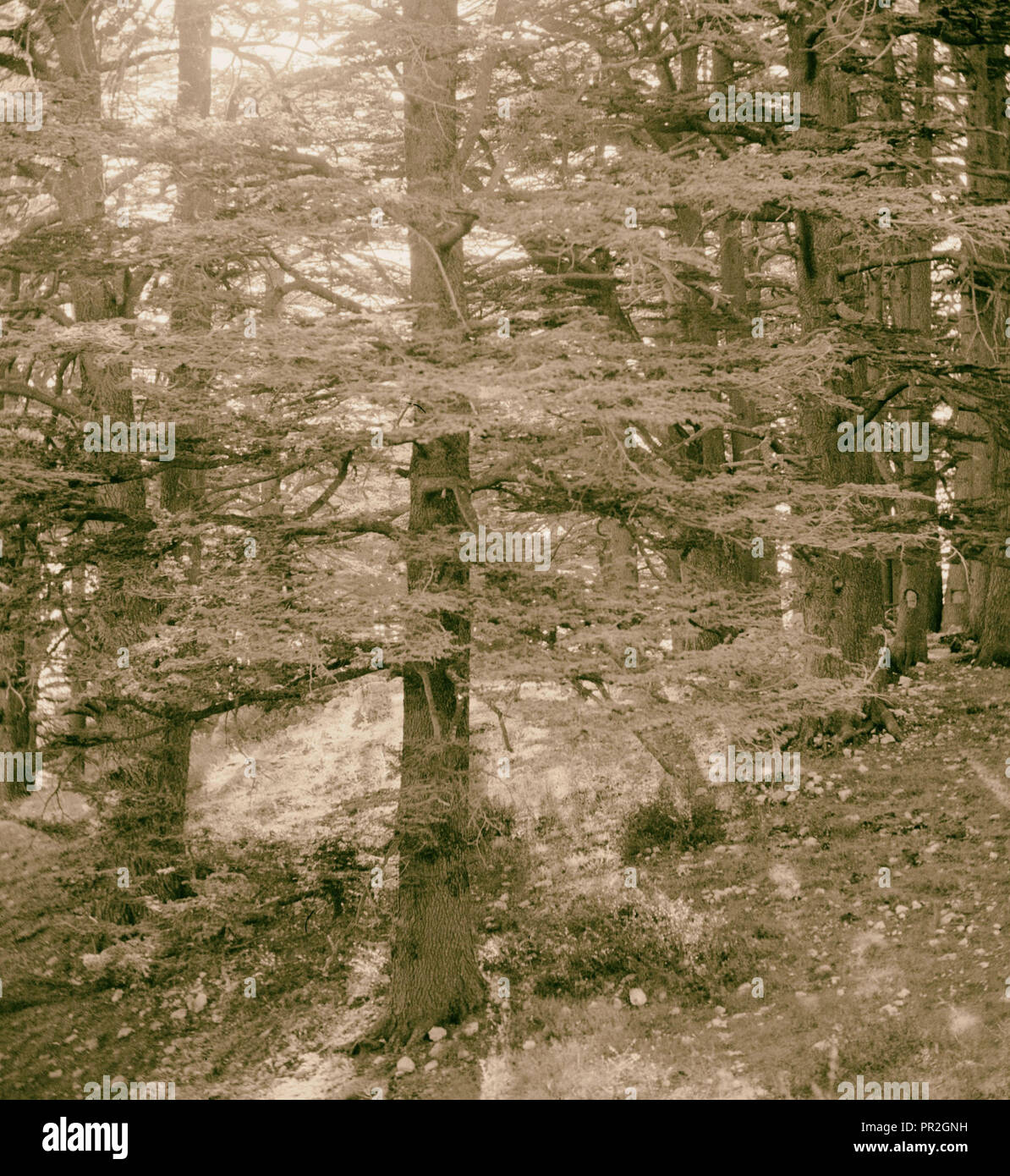 Cedars and Robinson family. 1925, Lebanon Stock Photo - Alamy