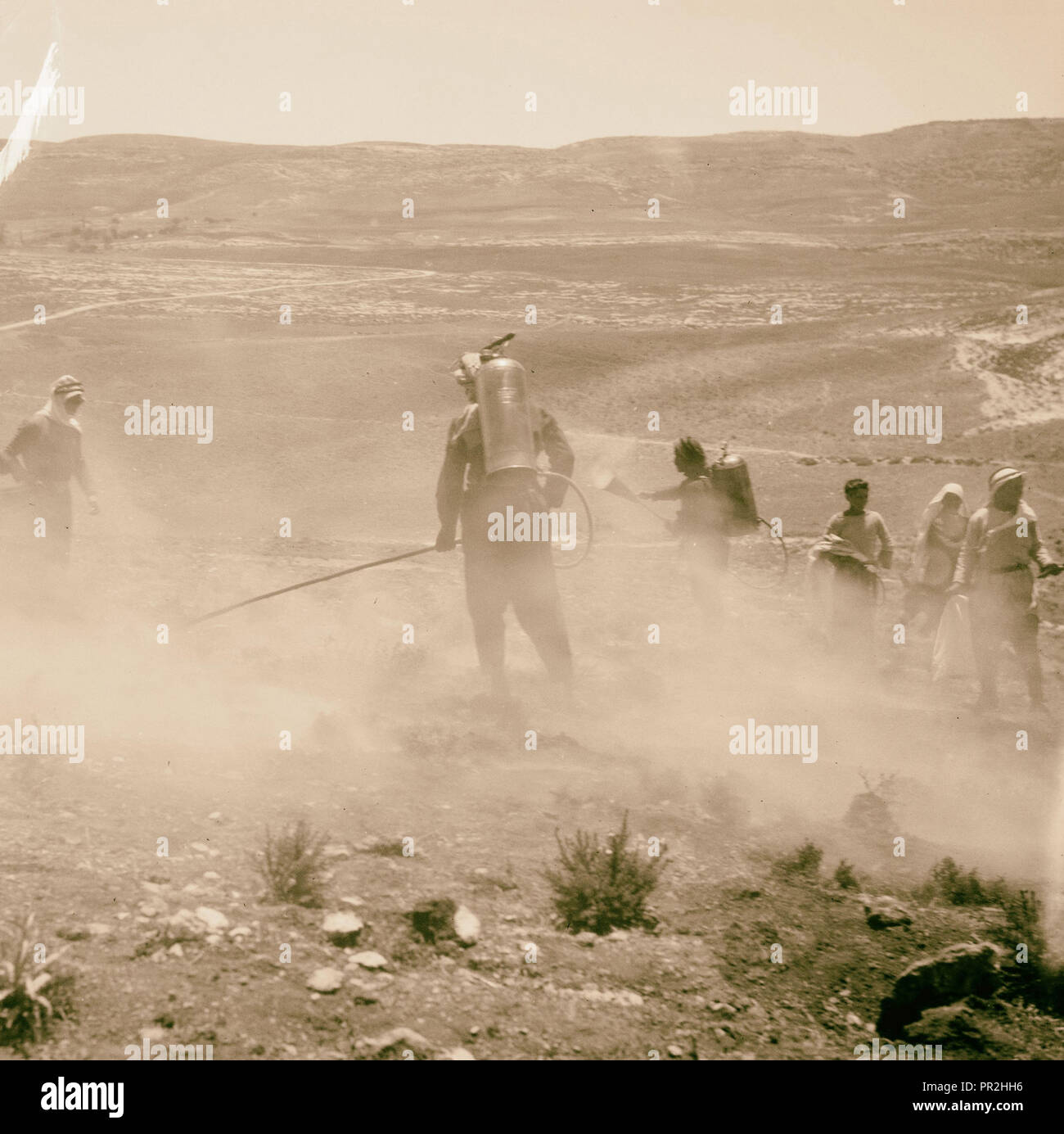 Burning locust hi-res stock photography and images - Alamy