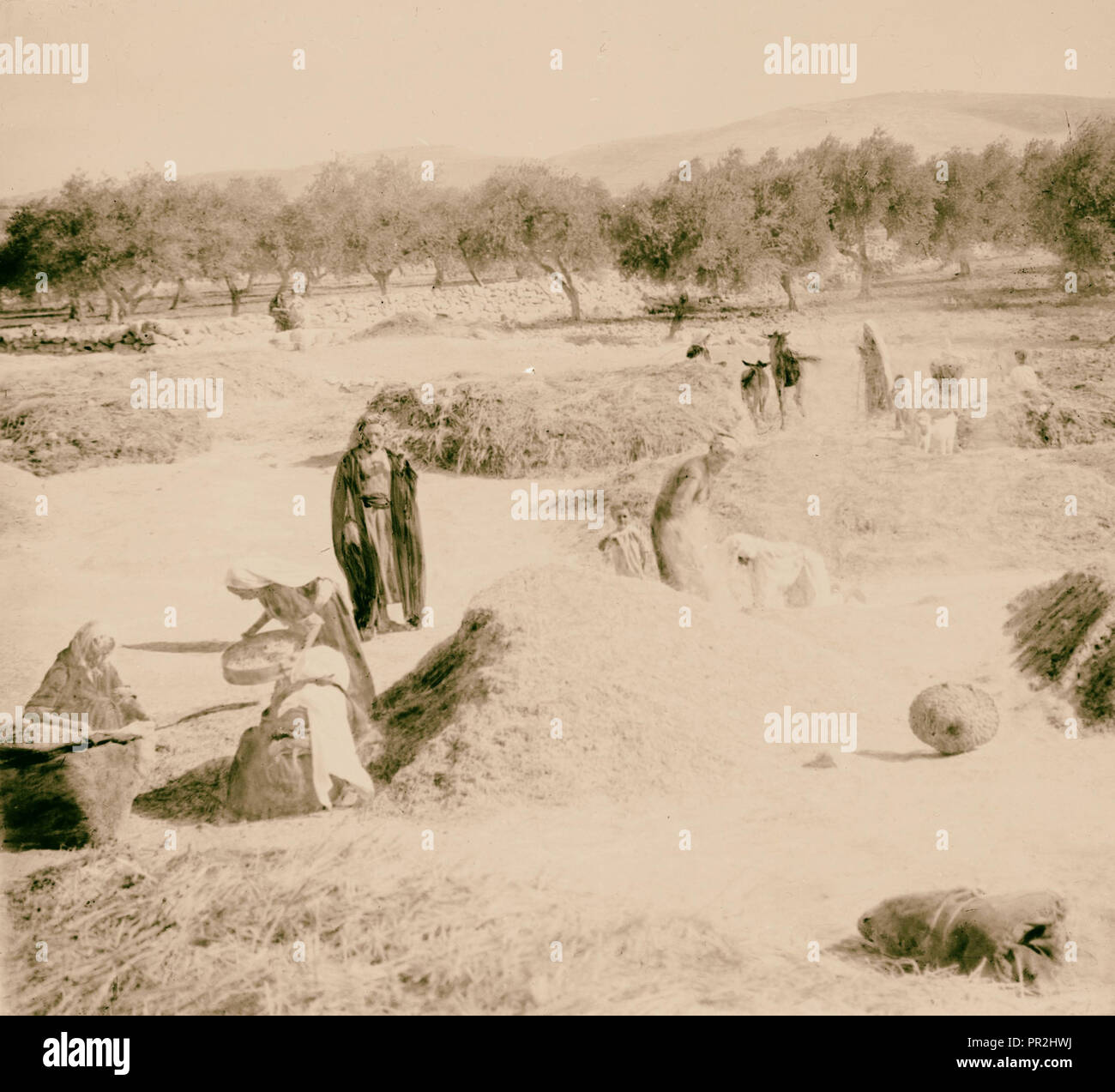 Ruth the Moabitess and others 1925, Middle East Stock Photo - Alamy