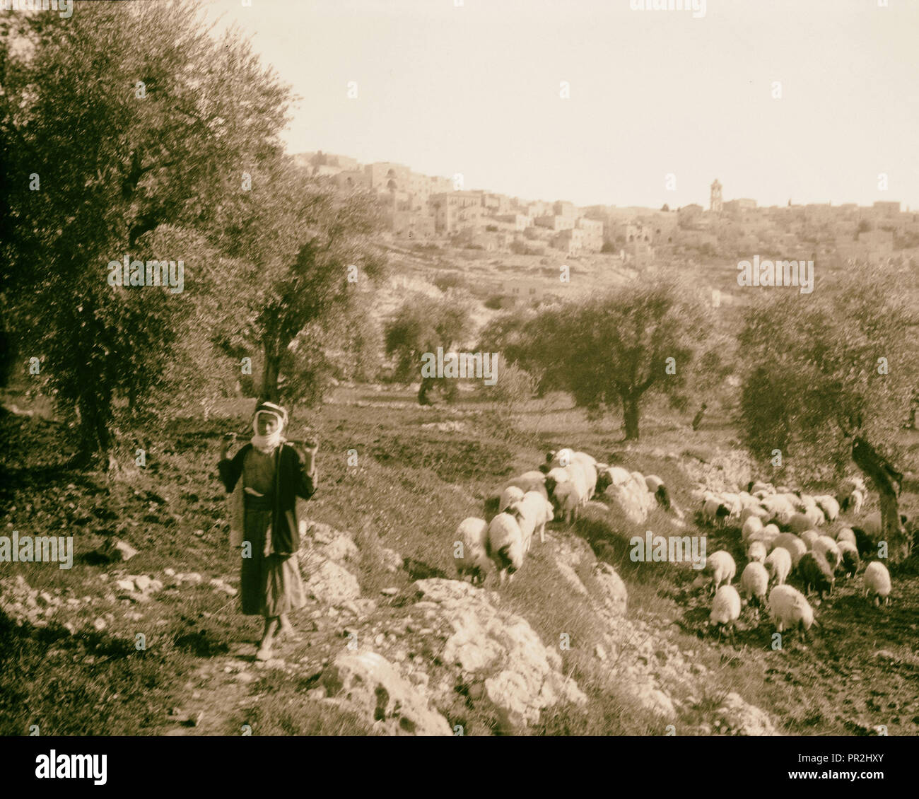 Shepherd with sheep near Bethlehem. 1925, Israel Stock Photo - Alamy