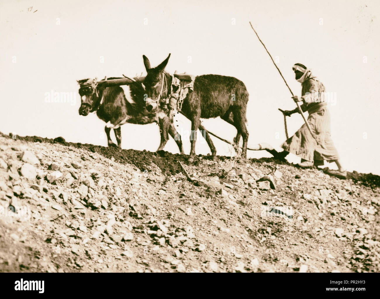Arab man plowing 1925, Middle East, Israel and/or Palestine Stock Photo ...