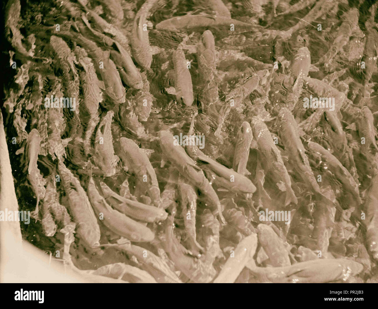 Along the coast to Tripoli. Tripoli. El-Bedoui. Seething mass of ...