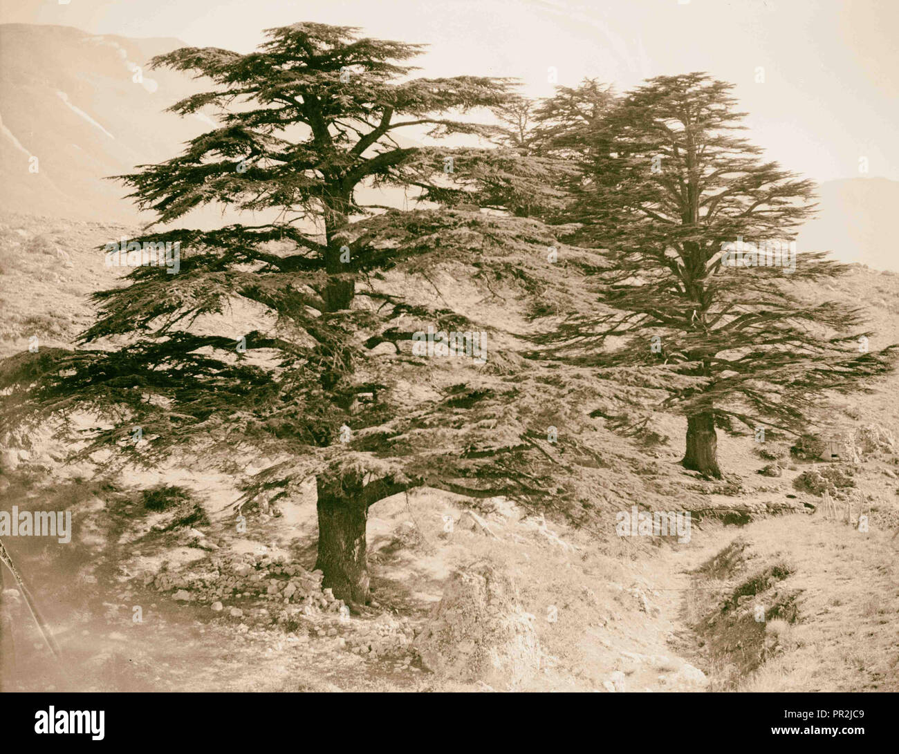 Tall cedars hi-res stock photography and images - Alamy