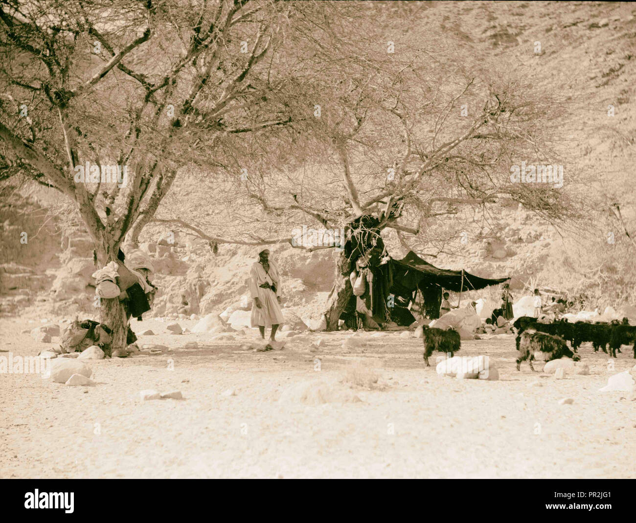 To Sinai by car Bedouin camp under Acacia trees. 1920, Middle East ...