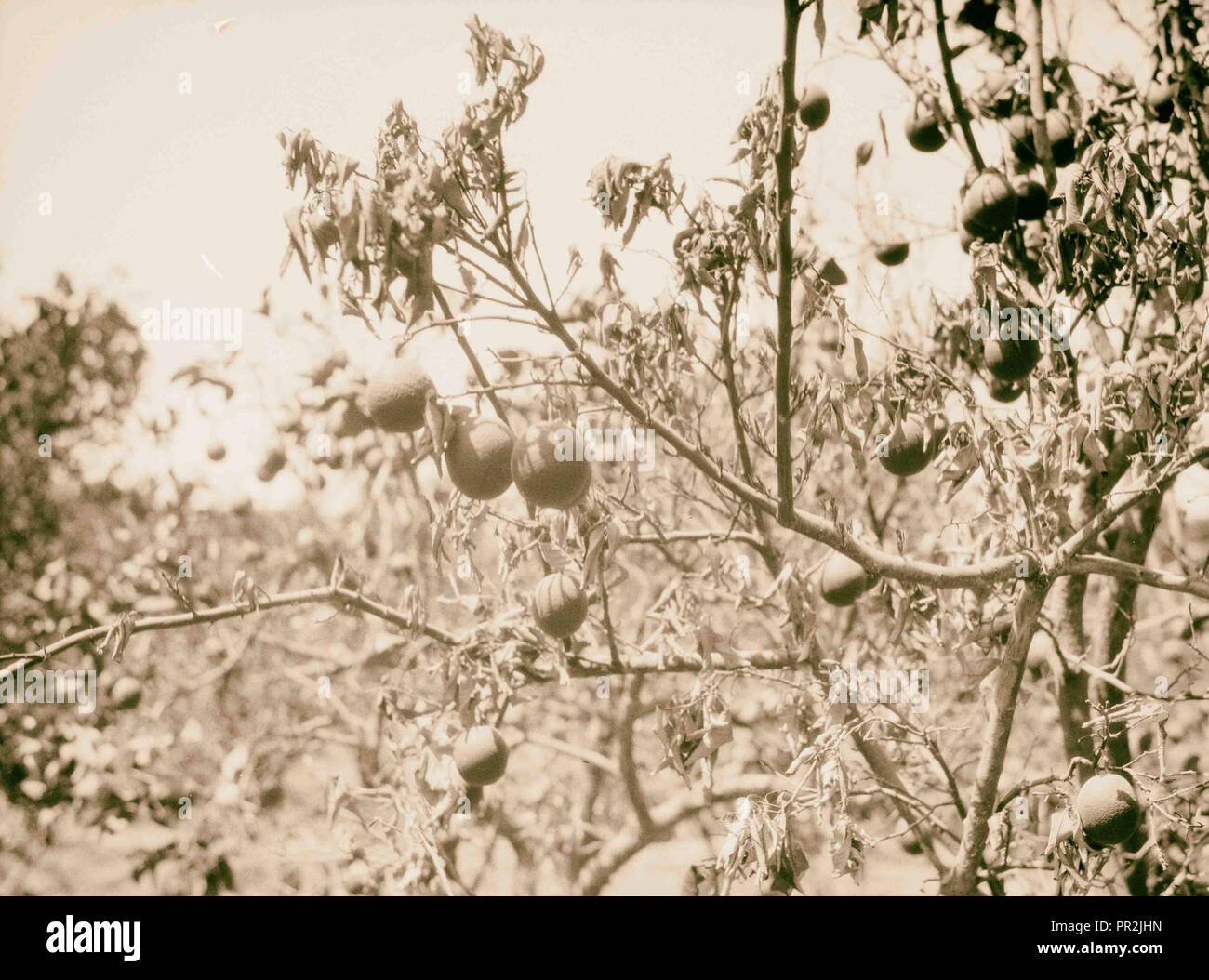 Jaffa citrus tree hi-res stock photography and images - Alamy