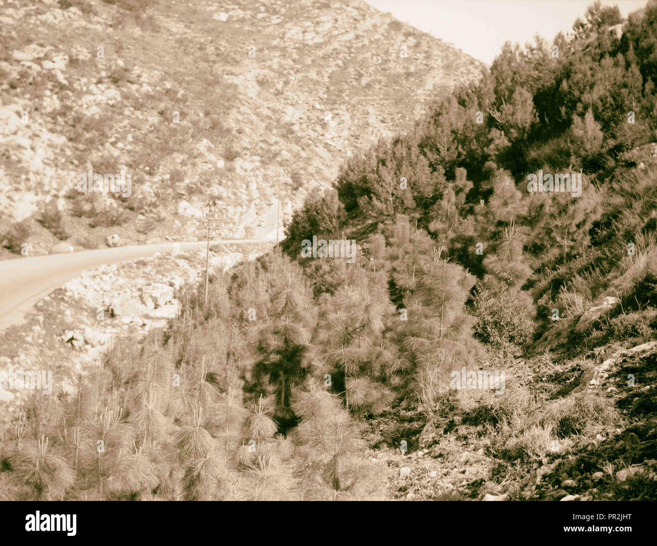Agriculture, etc. Reforested hill side between Jerusalem and Jaffa ...