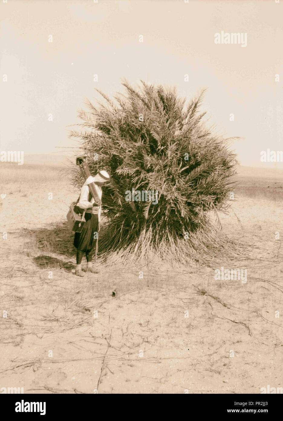 Agriculture, Wild palm tree showing a tangle of roots above ground ...