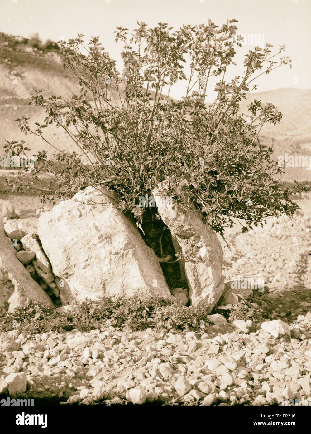 Tree splitting rock hi-res stock photography and images - Alamy