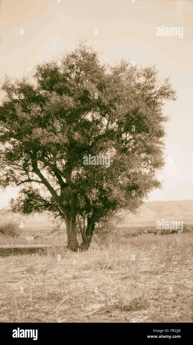 Agriculture, etc. Ziziphus Spina-Christi. (L. Wild Syrian Christ-thorn ...