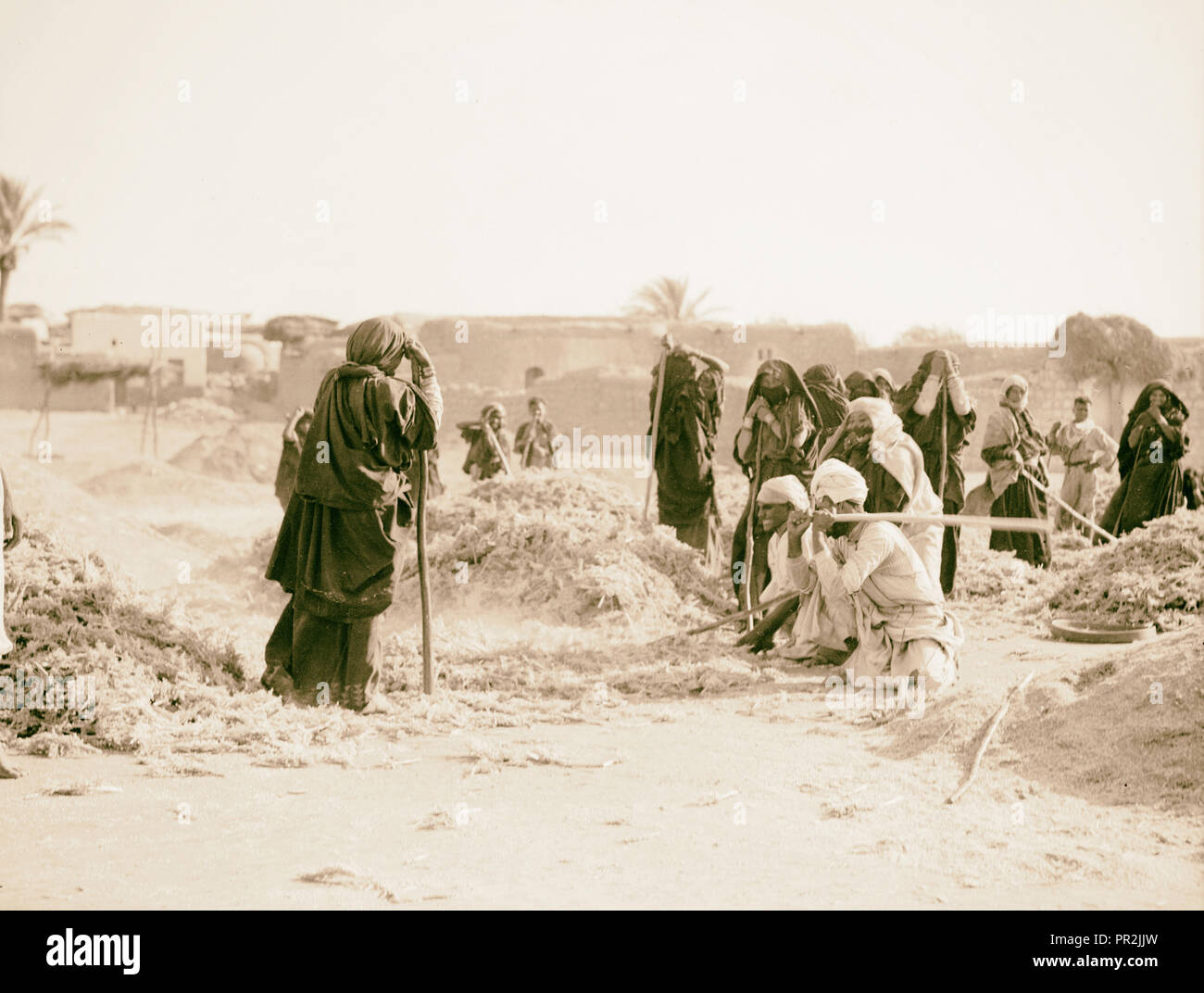 Agriculture, Threshing millet, 'Durra.' Beaten out with staves or hand ...