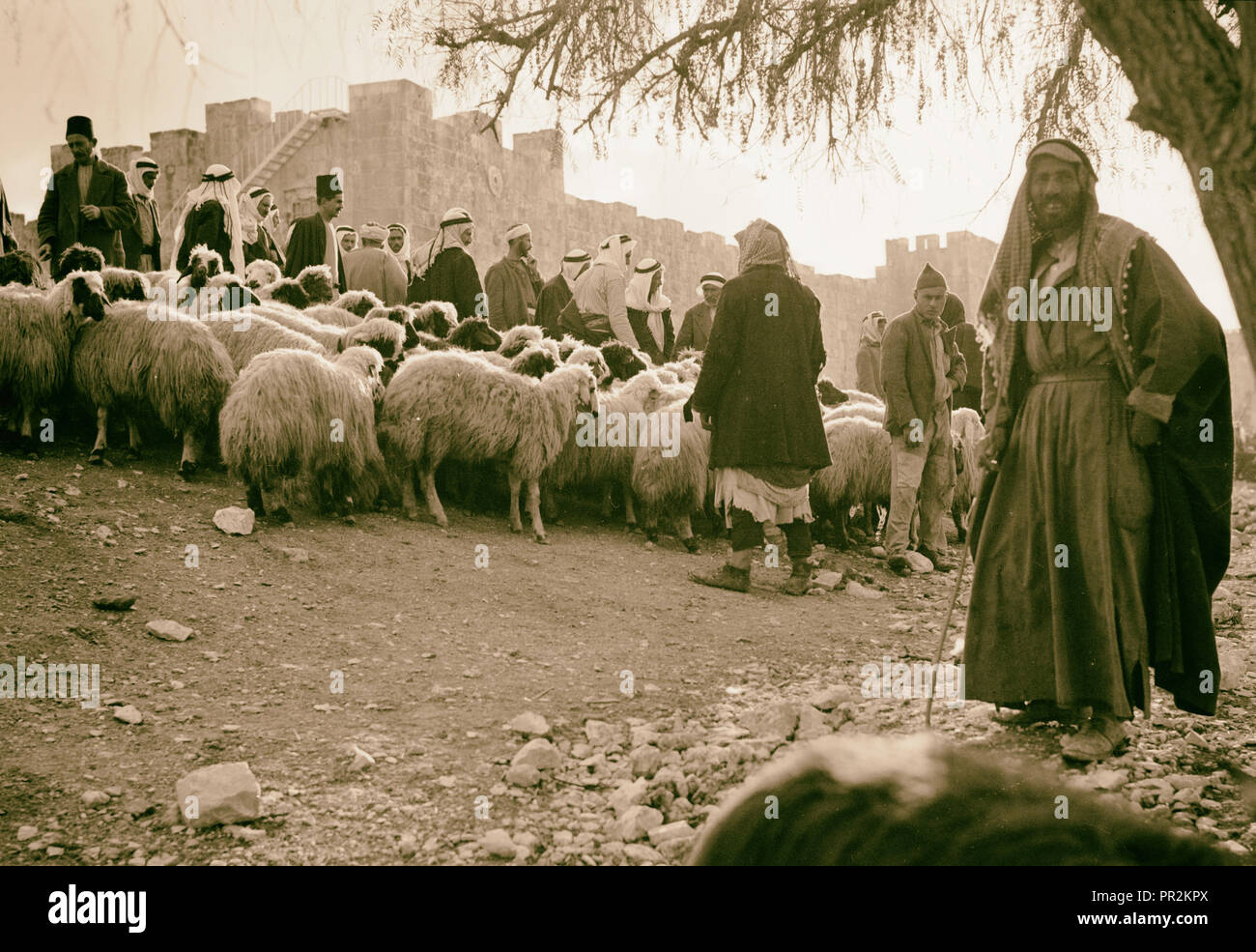 Sheep market at Herod's Gate. 1934, Jerusalem, Israel Stock Photo - Alamy