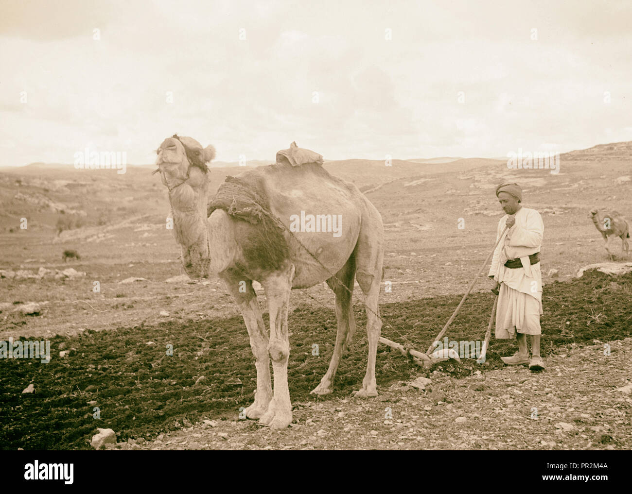 Ploughing with a camel 1934, Middle East Stock Photo - Alamy