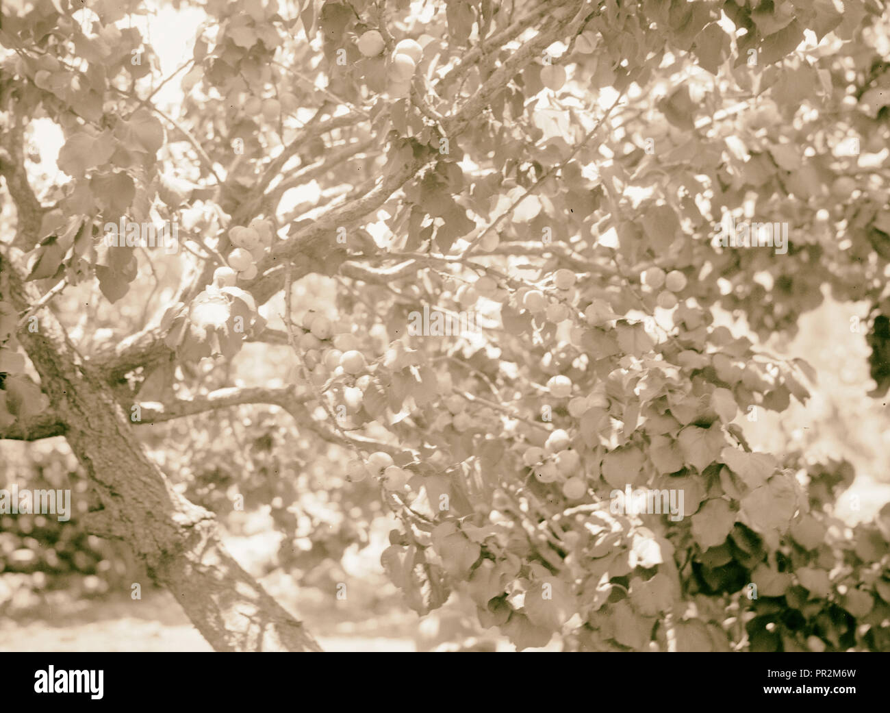 Fig tree, sycamore tree, close up. 1934, Middle East, Israel and/or ...