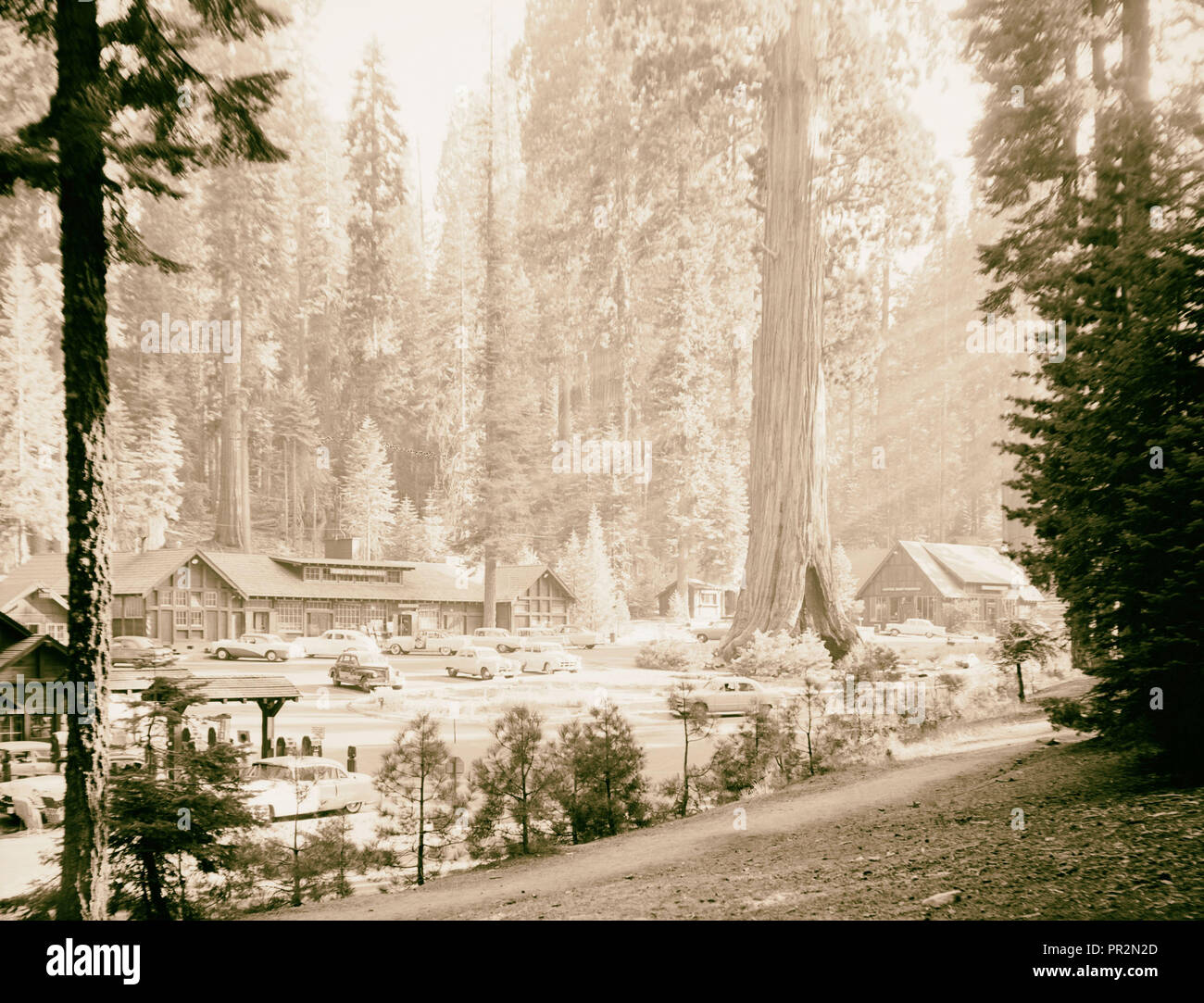 Sequoia National Park, Sept. 1957 The village with Sentinel Tree (Giant ...