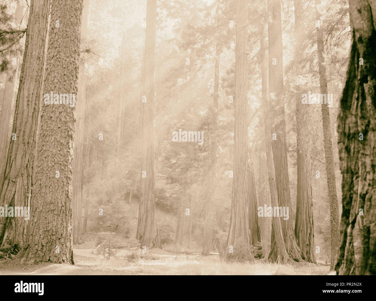 Sequoia National Park, Sept. 1957 Sun rays, shafts of sun light ...