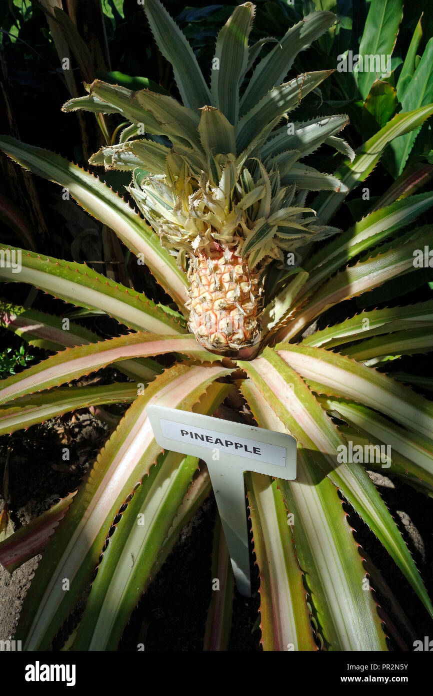 Multiple fruit hi-res stock photography and images - Alamy