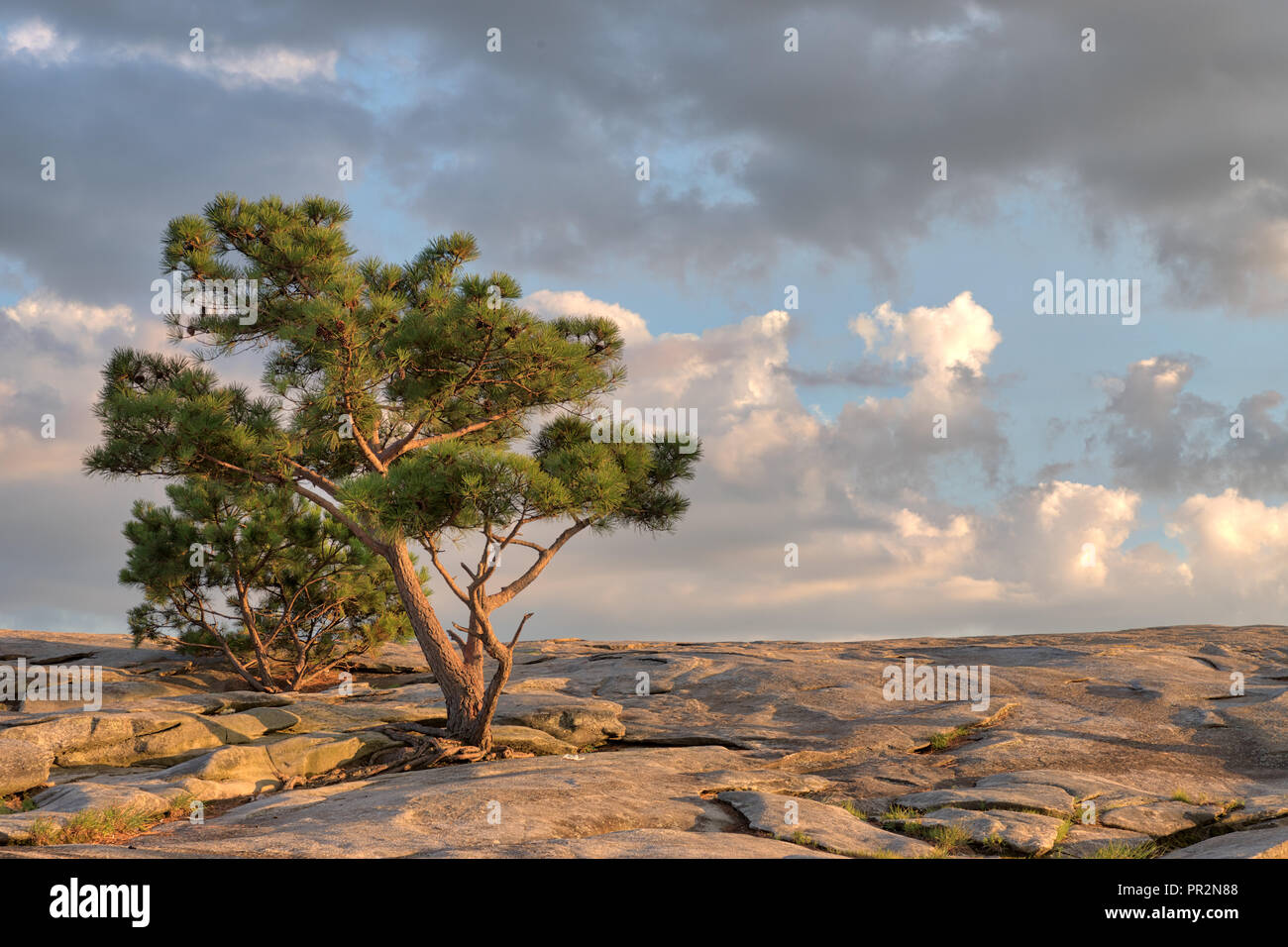 Georgia pine tree hi-res stock photography and images - Alamy