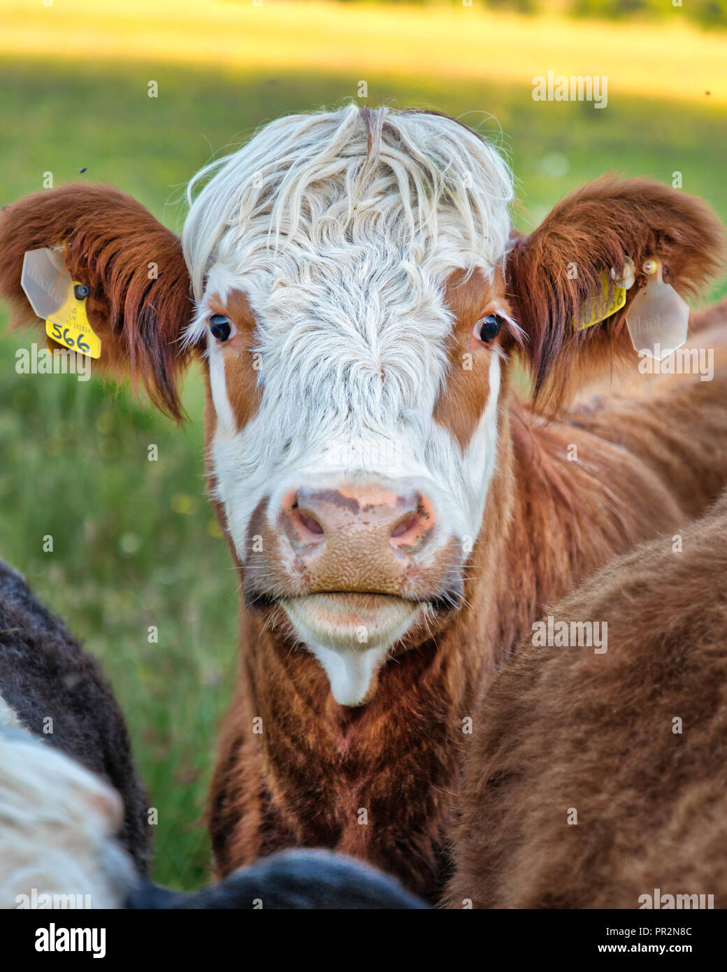 A vertical portrait of a cow in a meadow in Scotland with a white and ...