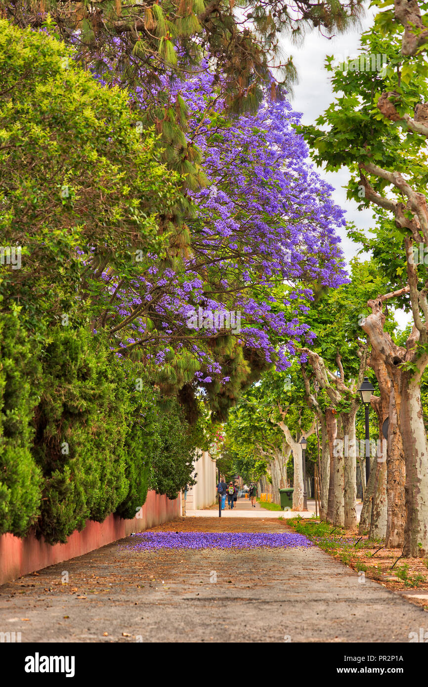 Jacaranda trees spain hi-res stock photography and images - Alamy