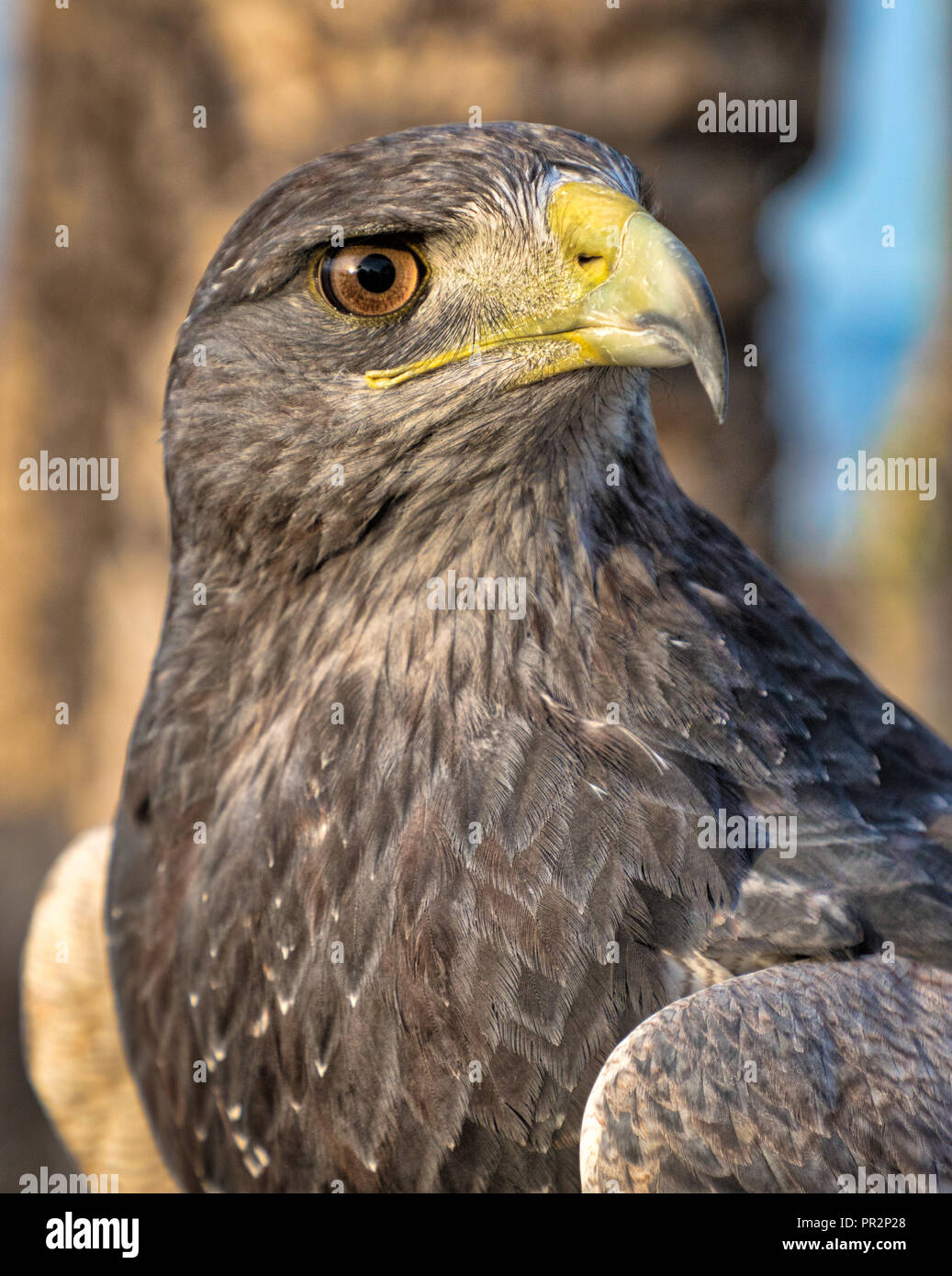 Closeup of a grey eagle with the yellow-orange light from the setting ...