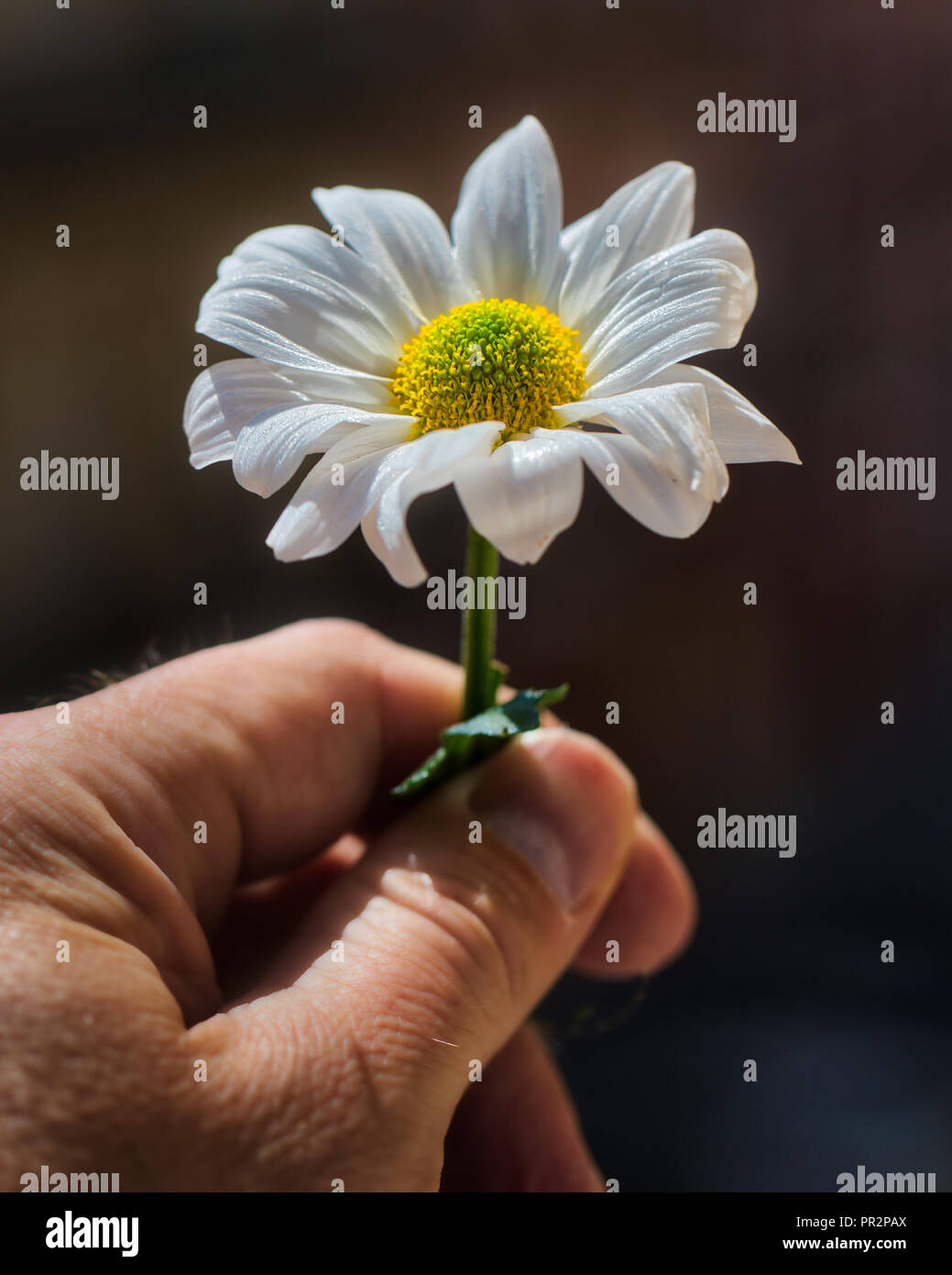 White petal yellow center hi-res stock photography and images - Alamy