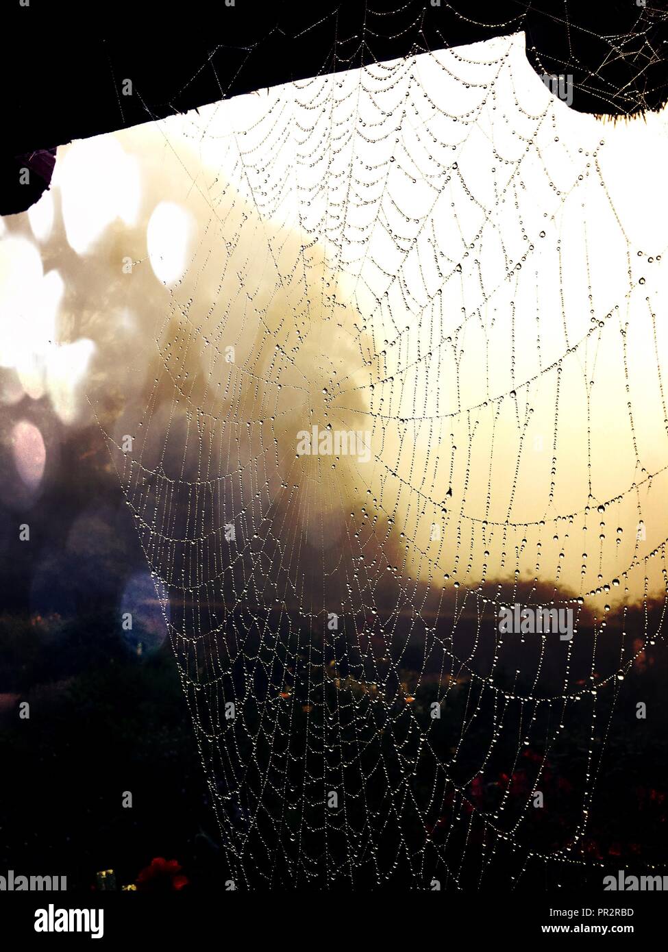 Dew drop on Spider Web Stock Photo - Alamy