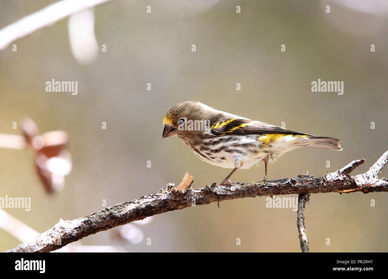 Mountain serin hi-res stock photography and images - Alamy