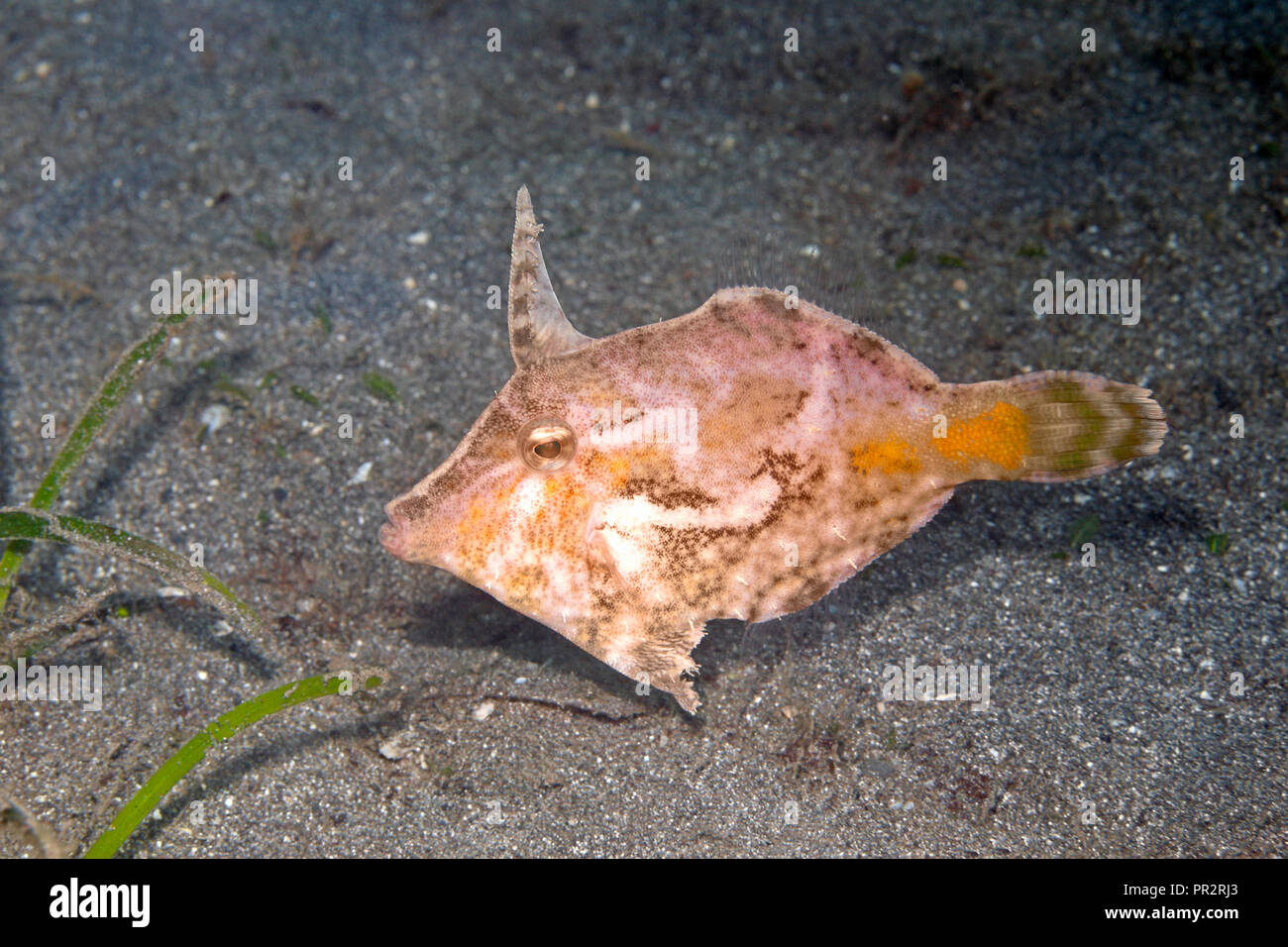 Bristle-Tail Filefish, Acreichthys tomentosus. Also known as Seagrass ...
