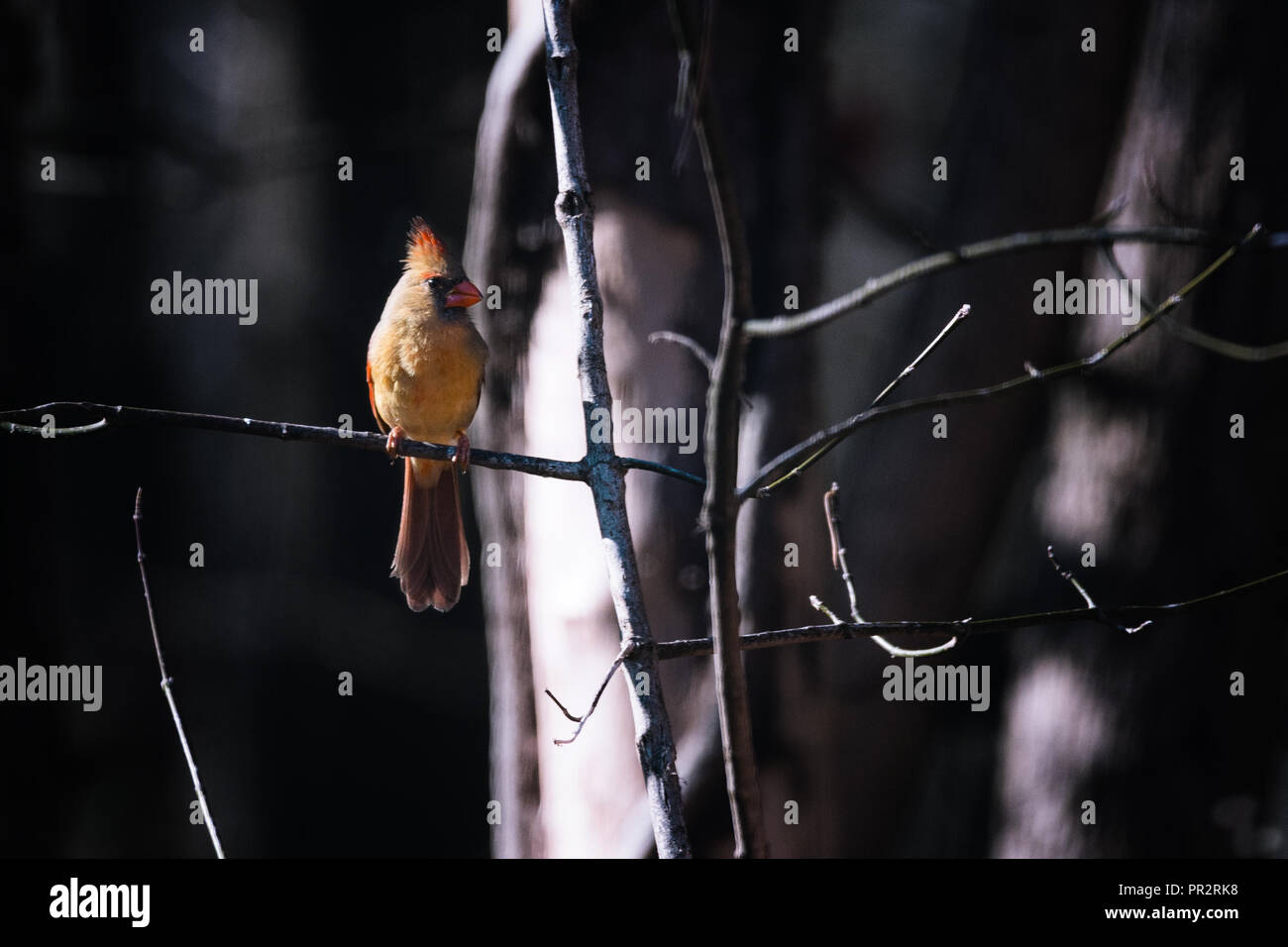Female cardinal hi-res stock photography and images - Alamy