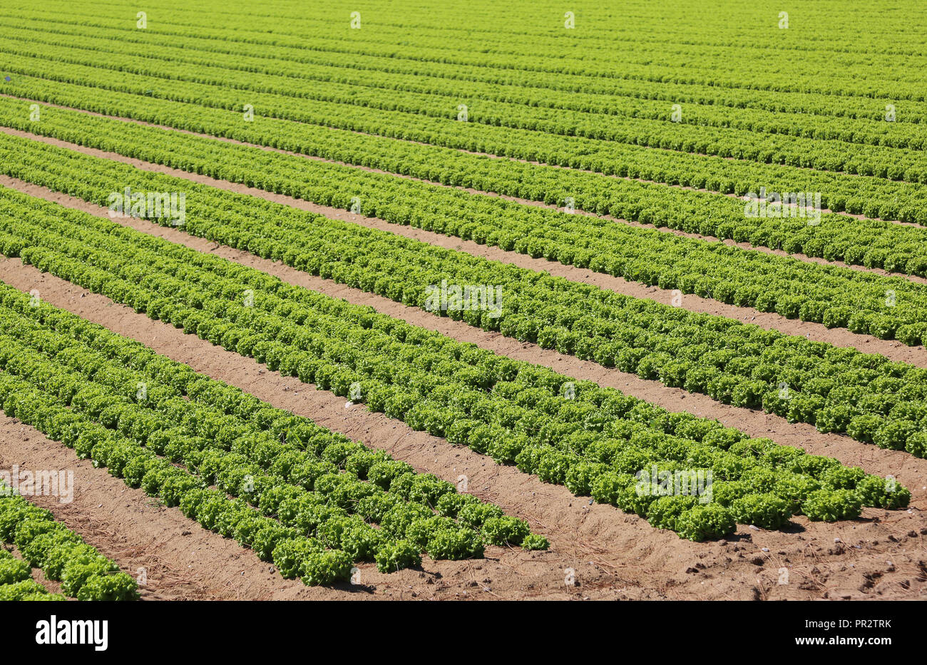 Long rows green lettuce hi-res stock photography and images - Alamy