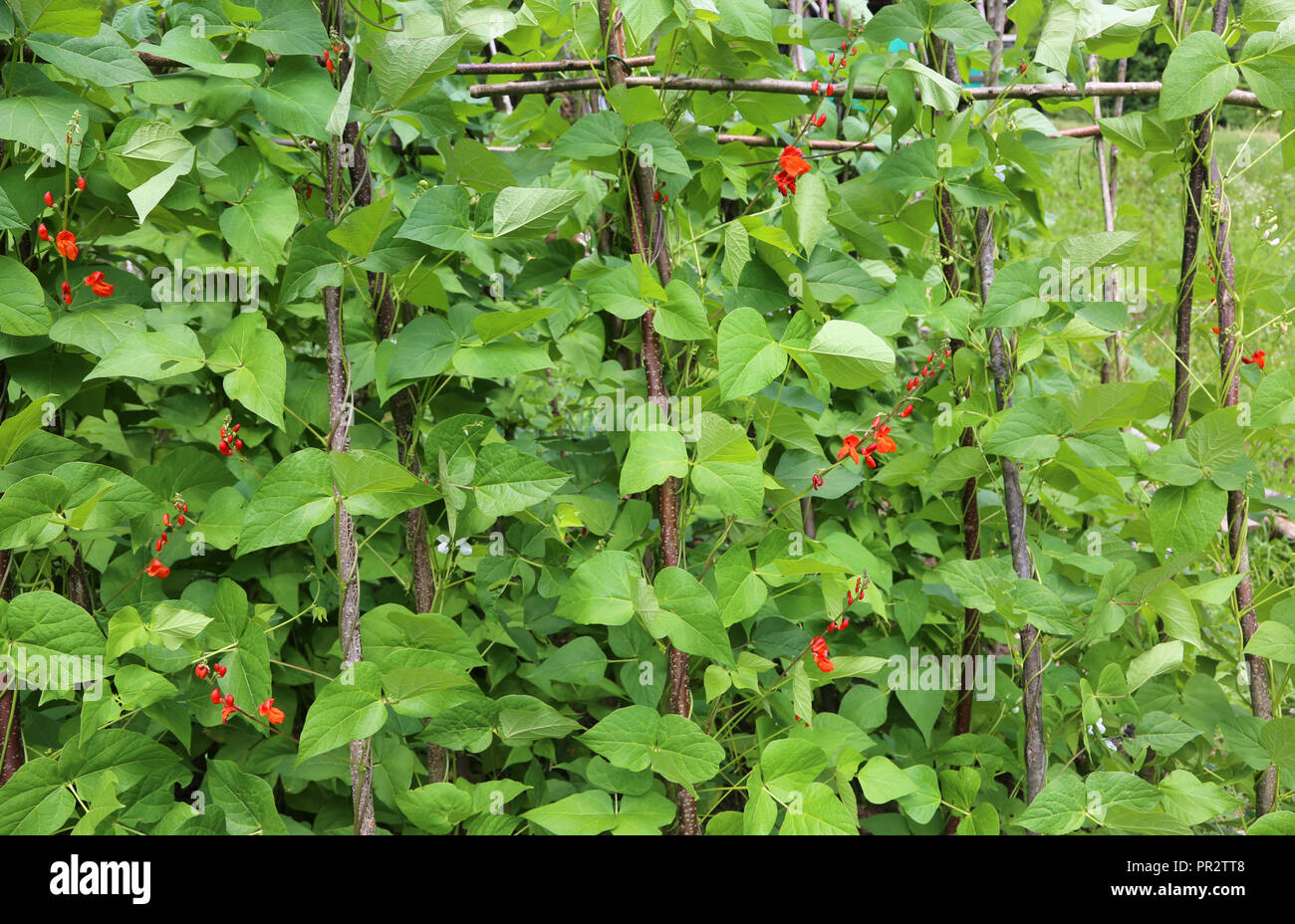 Bean plants with red flowers in the legumes plantation in the mountains ...