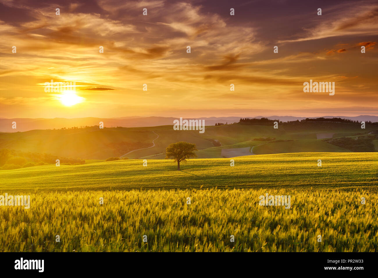Italian beautiful landscape, foggy rolling fields of Tuscany in light ...