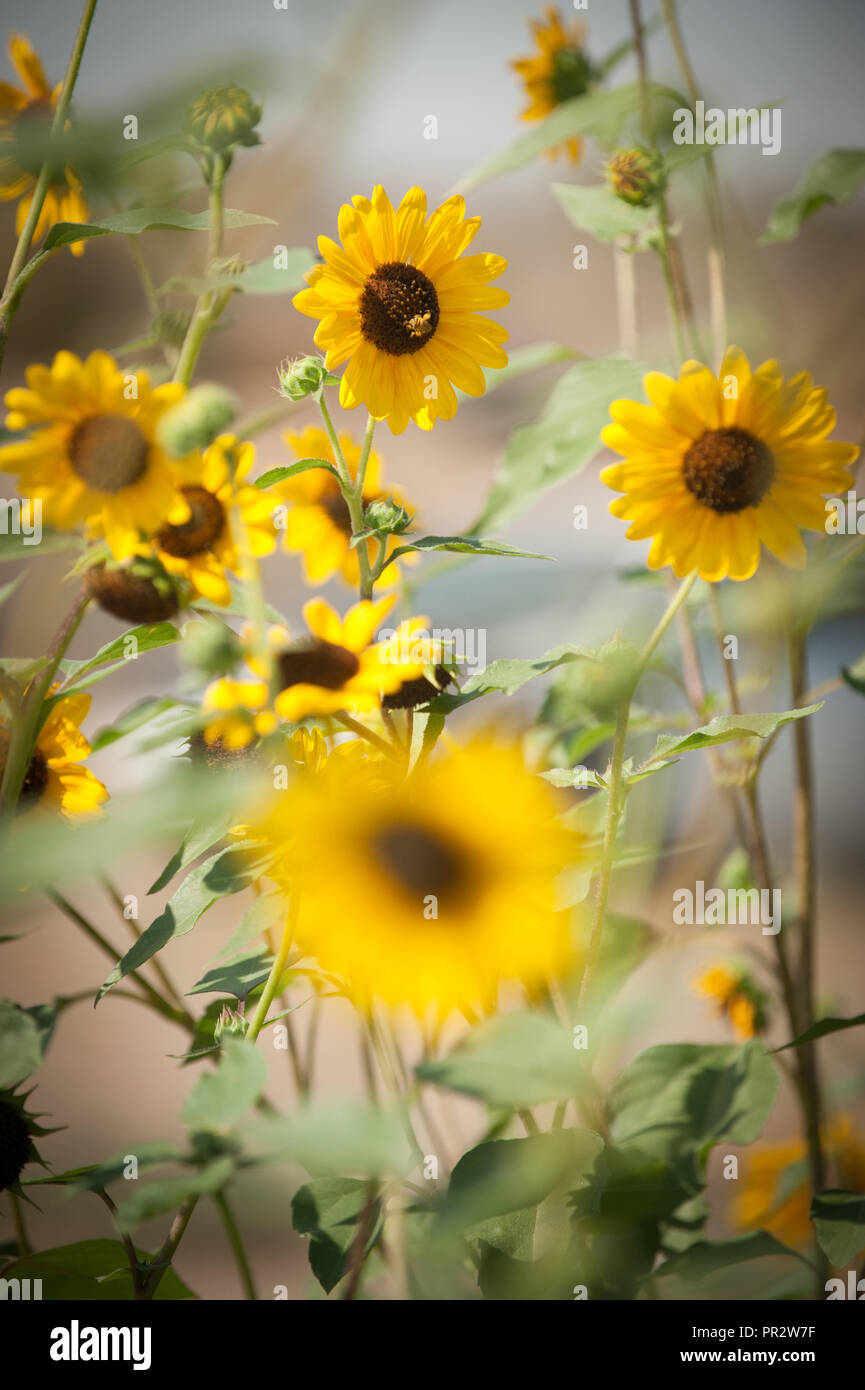 Field of sun flowers hi-res stock photography and images - Alamy