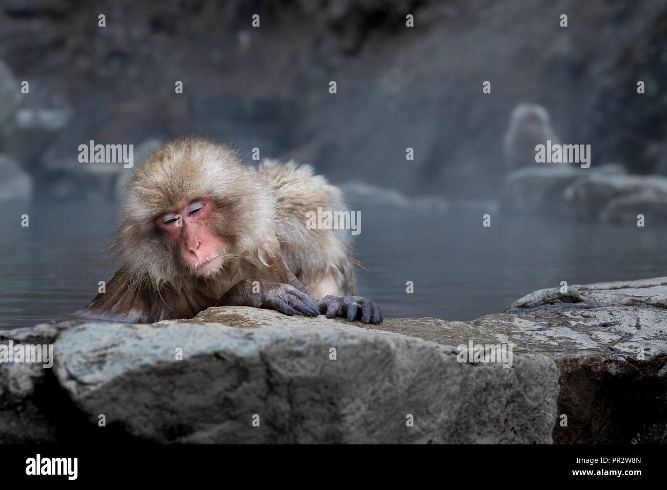Japanese snow monkeys enjoying the warmth of the hot springs in a hot ...