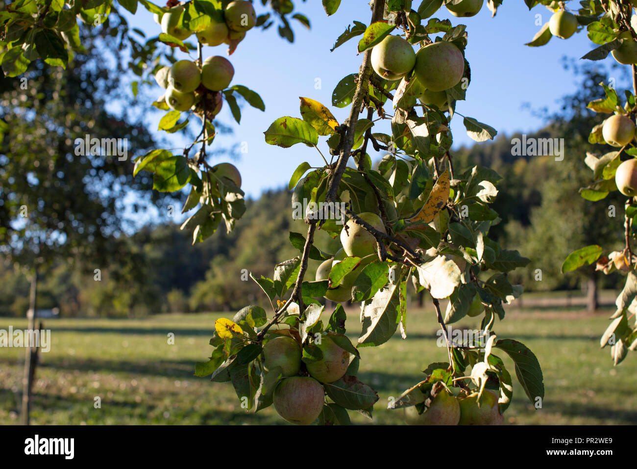Garden of eden apple hi-res stock photography and images - Alamy