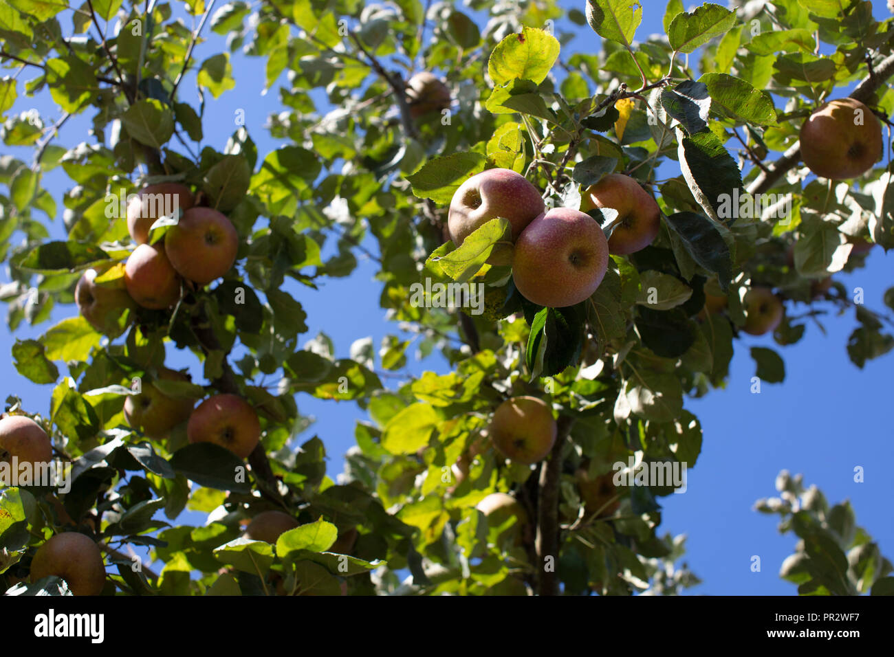 Apple trees, Apfelbäume Stock Photo - Alamy