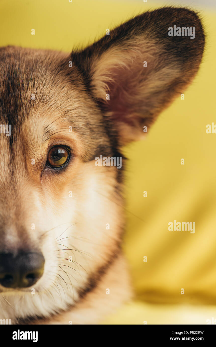 close up of pembroke welsh corgi dog sitting on yellow Stock Photo - Alamy
