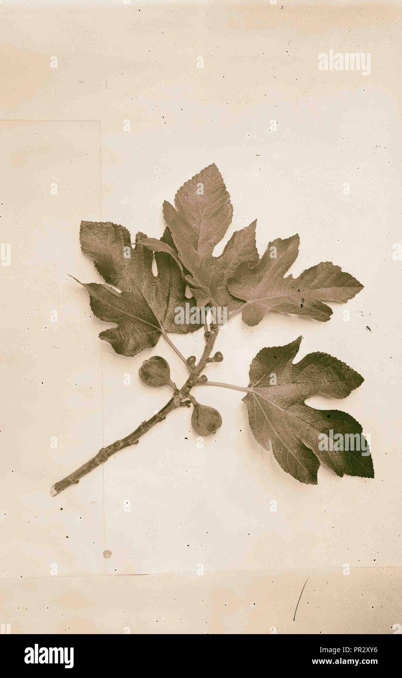 Trees and shrubs. First and second figs. 1900, Middle East, Israel and ...